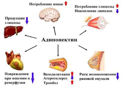 Адипонектин гормон: на что влияет, как повысить